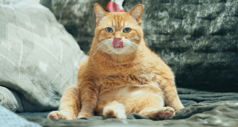 Fond D Ecran Chat Drole
