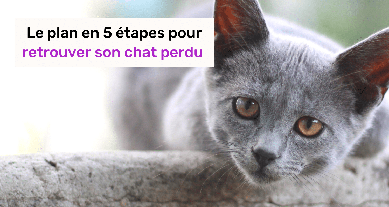 Retrouver un chat perdu en 2026 : les conseils d’une experte