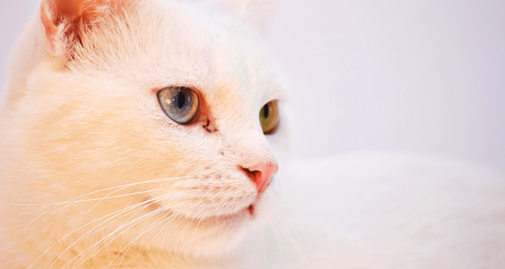 Chat Angora Turc : comportement, caractère et ses secrets (+photos)