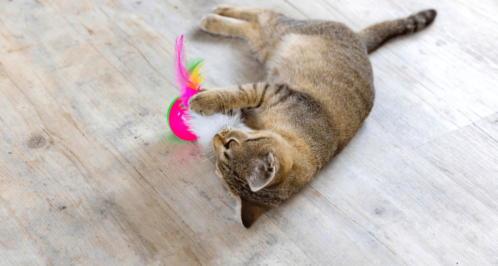 Comment jouer avec votre chat : 8 idées amusantes