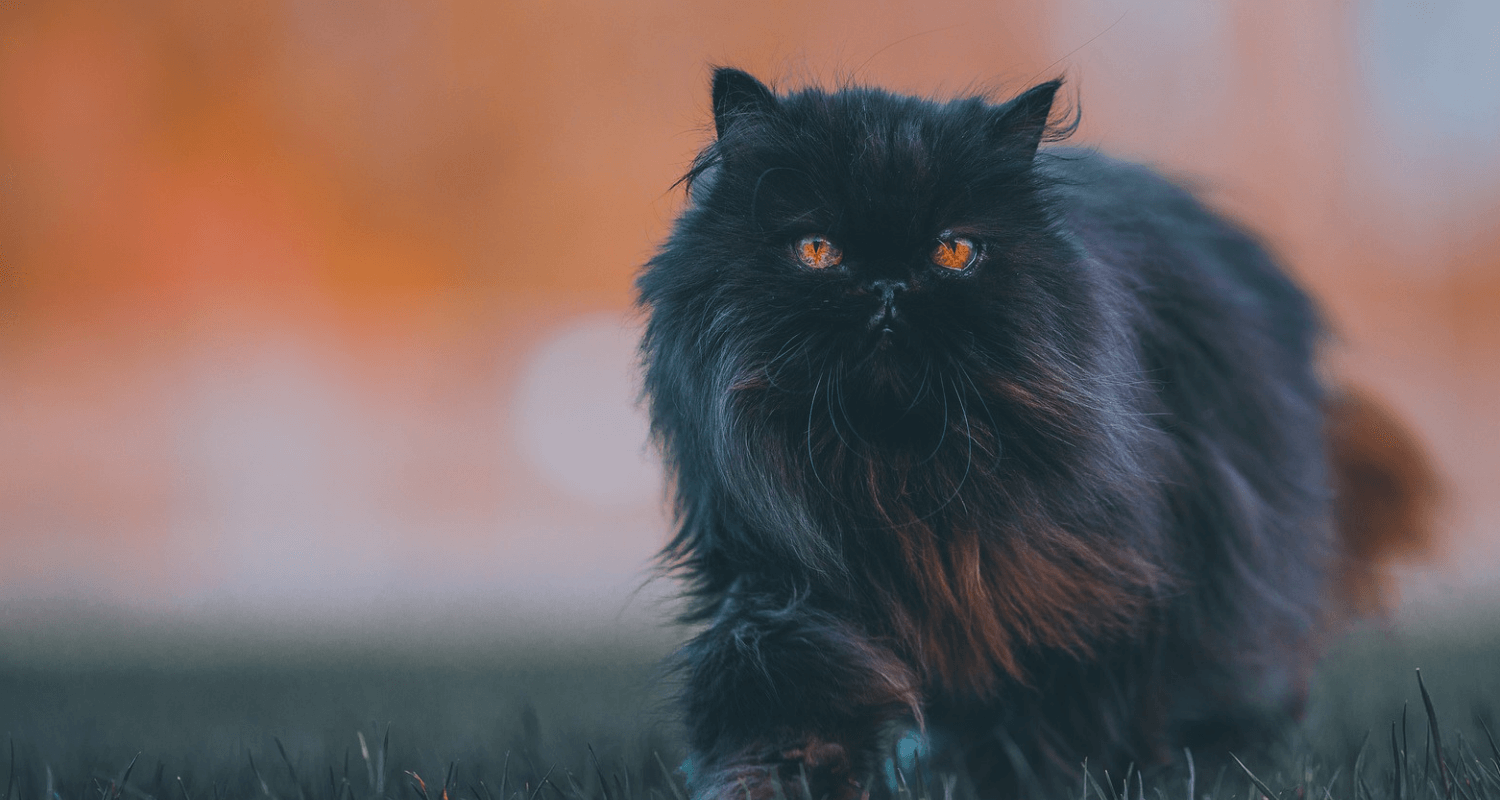 Pourquoi votre chat grogne : 7 raisons surprenantes mais vraies