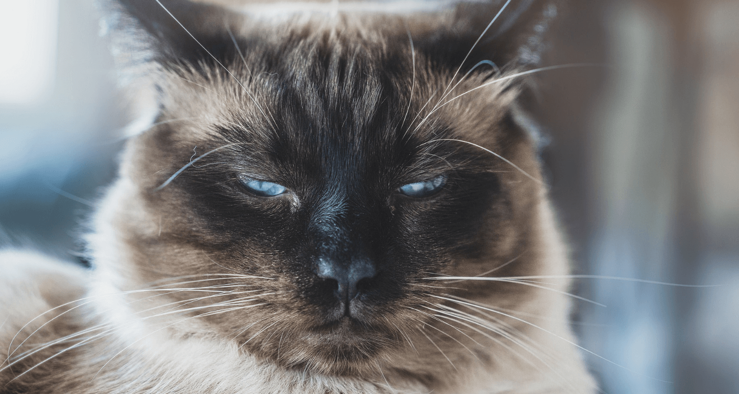 Pourquoi votre chat grogne : 7 raisons surprenantes mais vraies